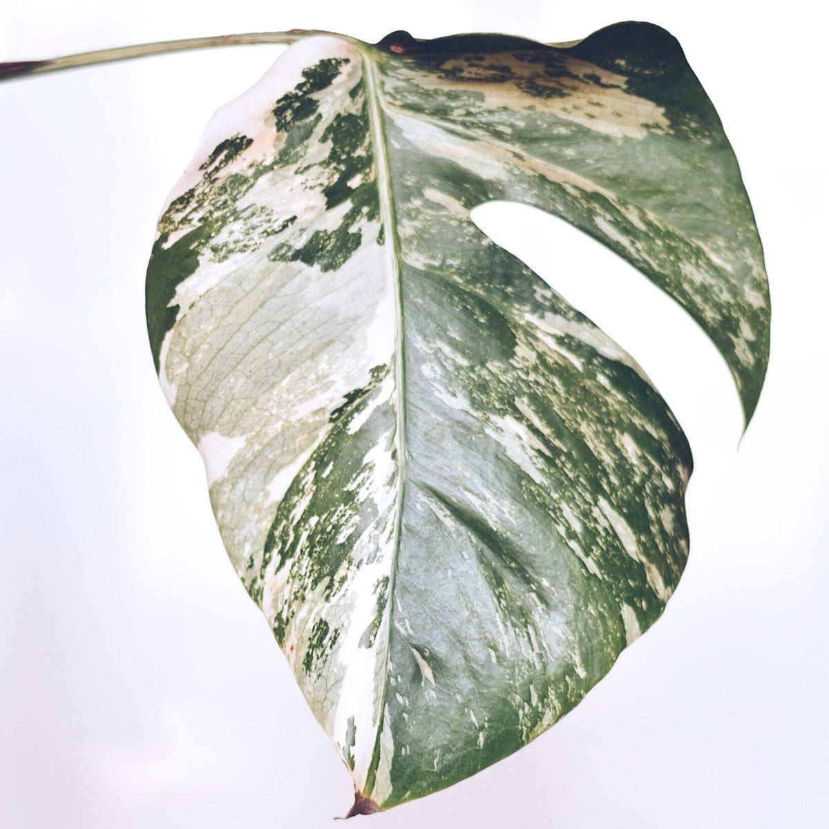 Variegation Explained – Plant Vitamins
